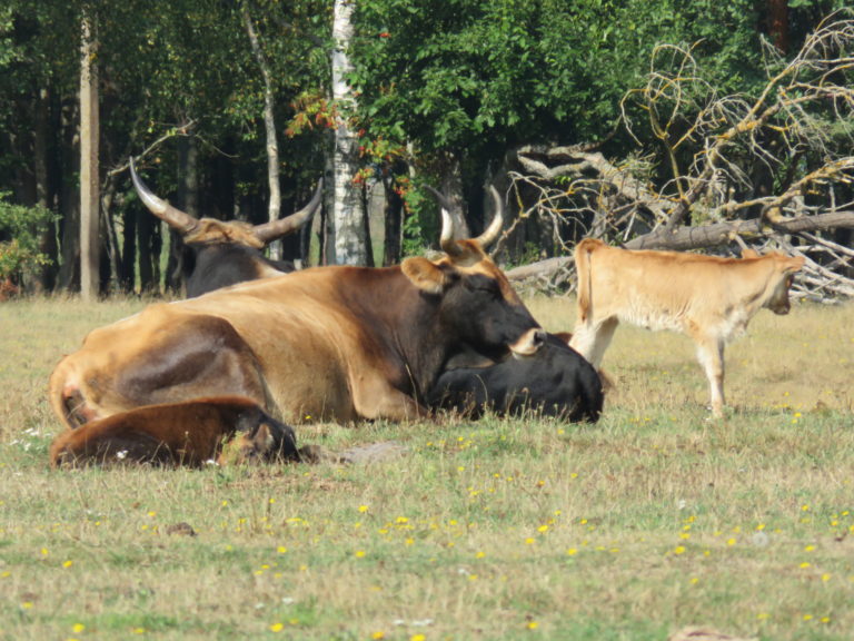 Visiting Wild Horses & Auroxen in Latvia | How Beautiful Life Is