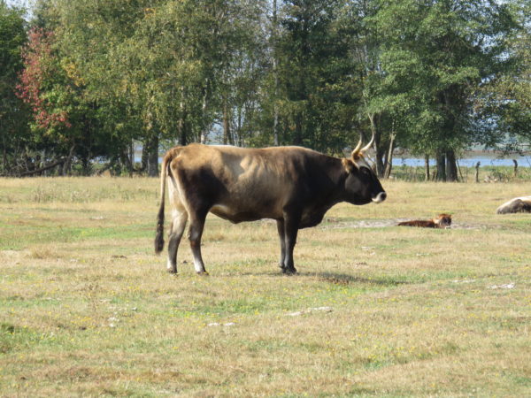 Visiting Wild Horses & Auroxen in Latvia | How Beautiful Life Is