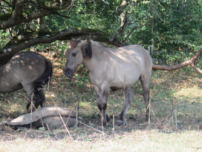 Visiting Wild Horses & Auroxen in Latvia | How Beautiful Life Is