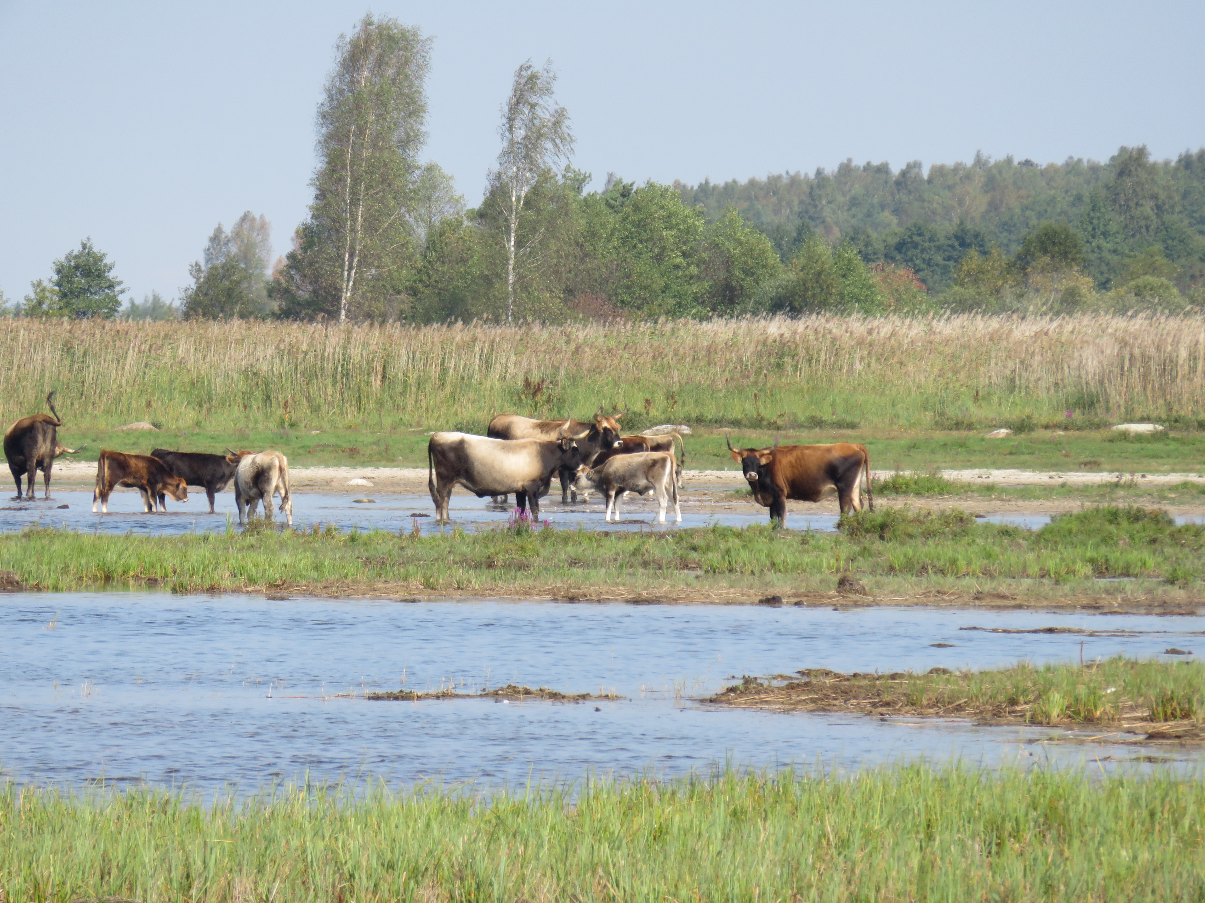 Visiting Wild Horses & Auroxen in Latvia | How Beautiful Life Is