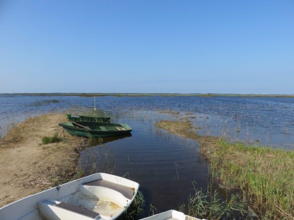 Visiting Wild Horses & Auroxen in Latvia | How Beautiful Life Is