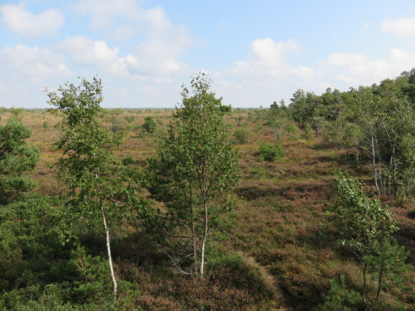 Visiting Wild Horses & Auroxen in Latvia | How Beautiful Life Is
