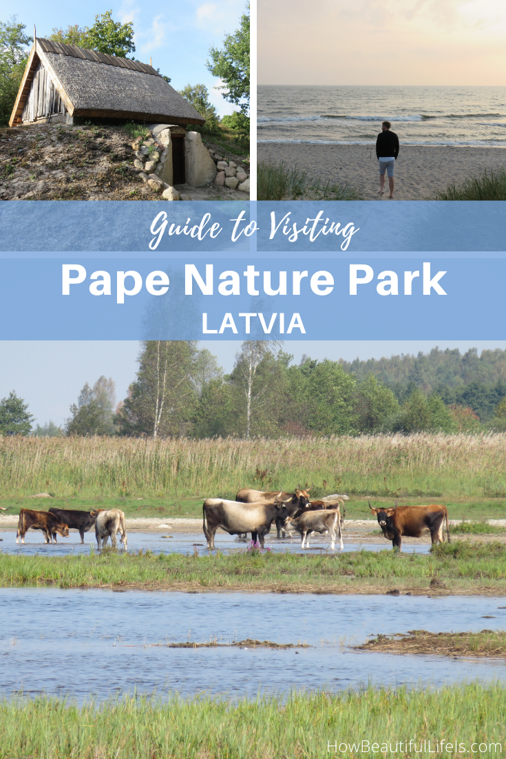 Visiting Wild Horses & Auroxen in Latvia | How Beautiful Life Is