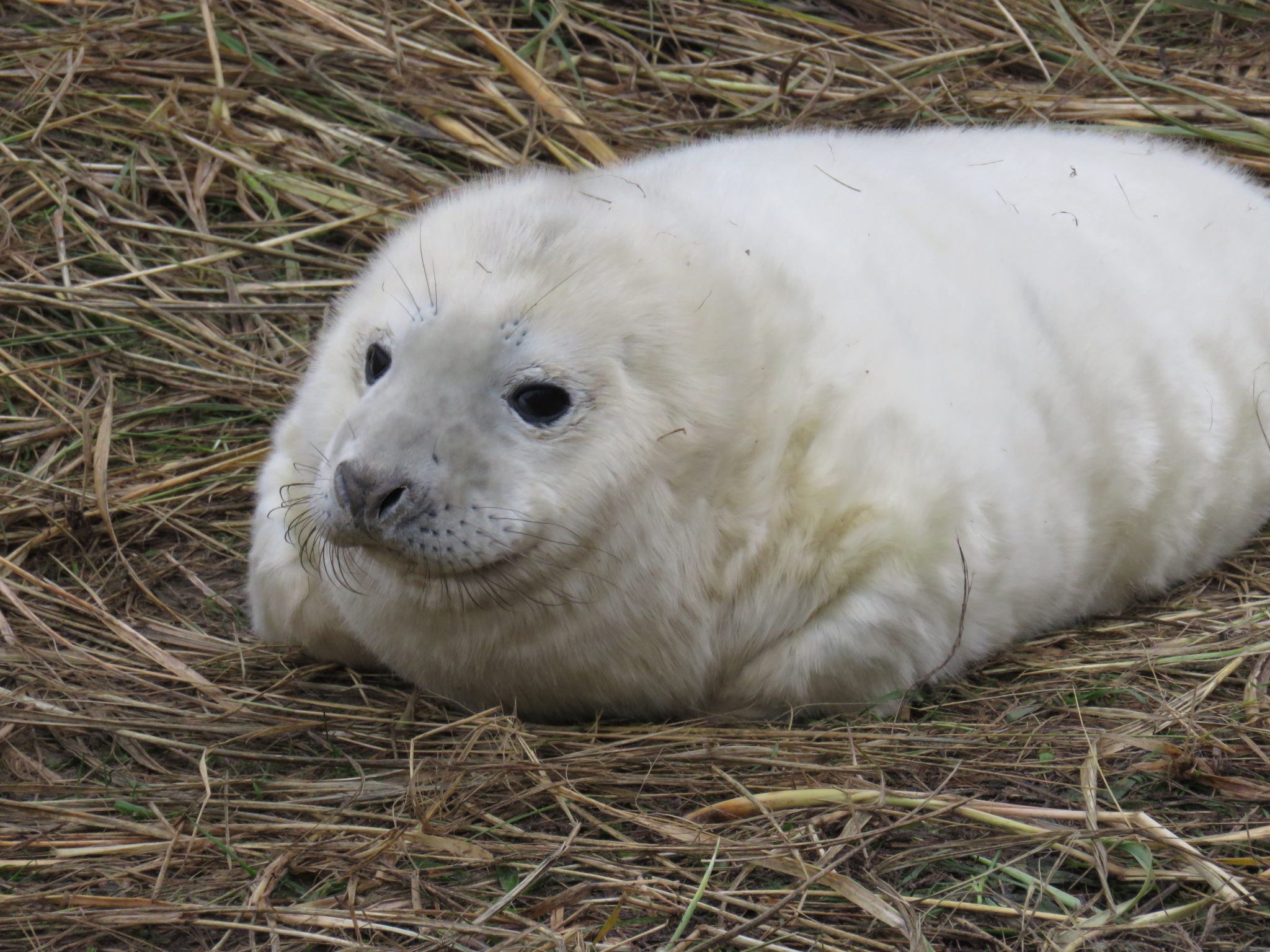 Guide to Visiting Donna Nook Seals | How Beautiful Life Is